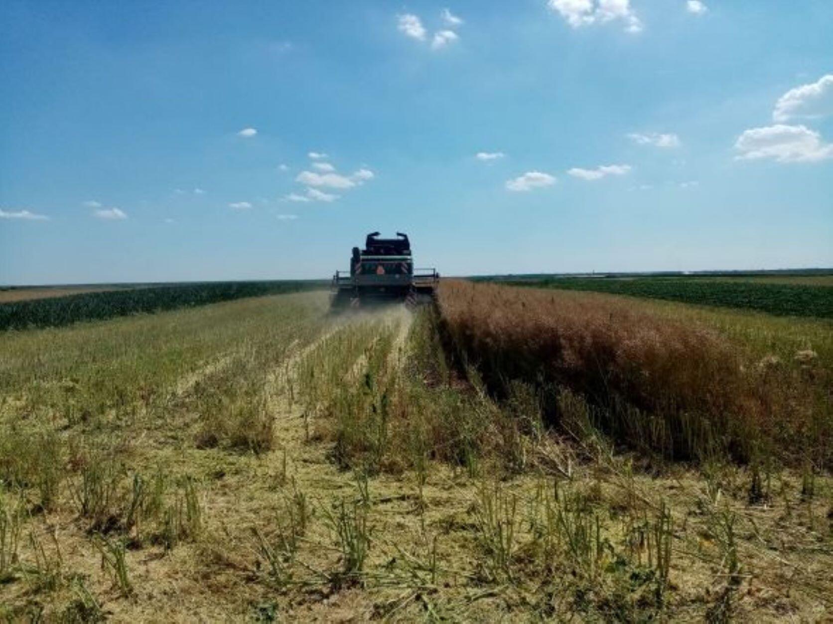 Tehnologija proizvodnje uljane repice (prolećni deo) – Agroplus